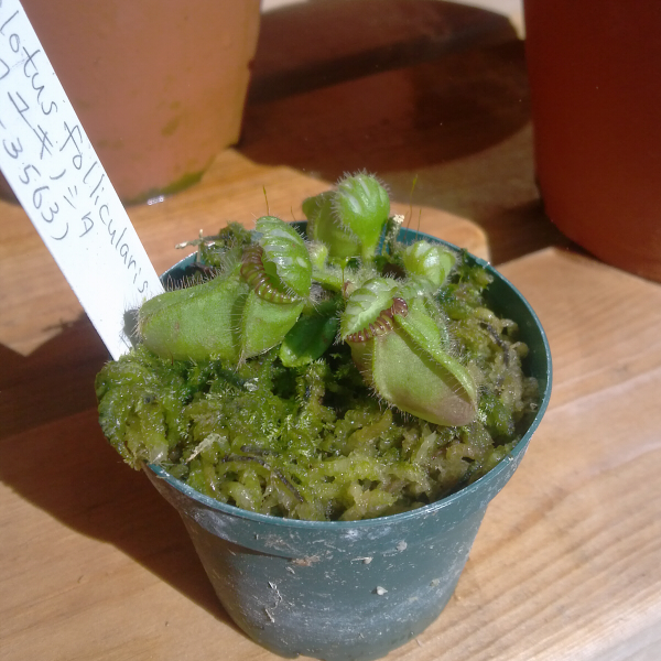 ネペンテス以外の食虫植物|けみがで ネペンテス以外の食虫植物|けみがで